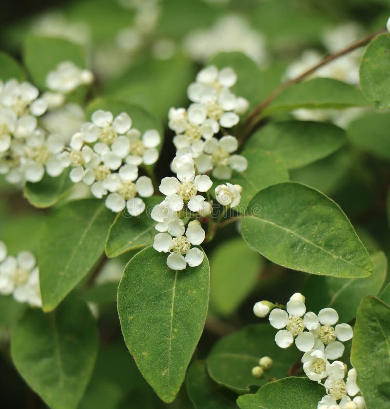 Cotoneaster Multiflorus (many-flowered Cotoneaster) Stock Photo - Image ...