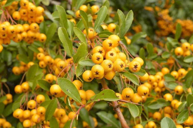 Cotoneaster stock image. Image of decorative, yellow - 78580139