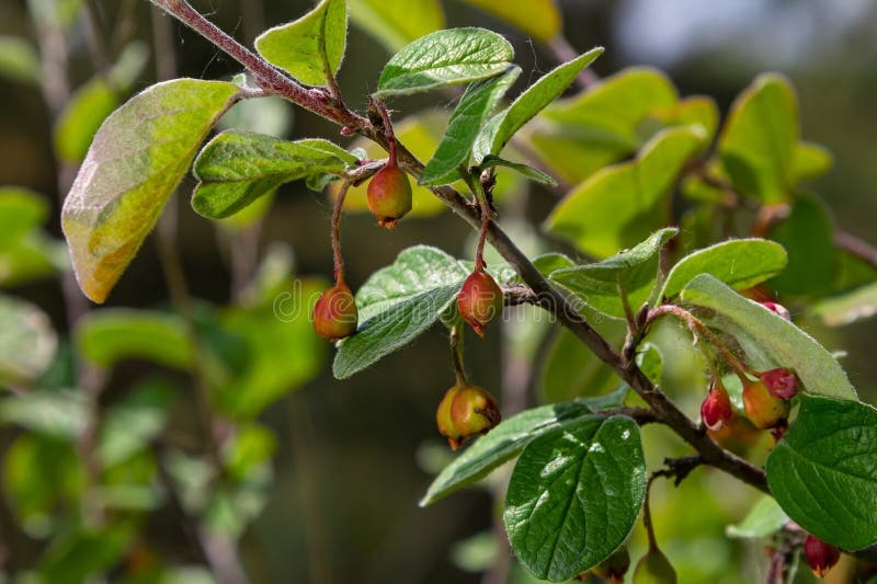 Cotoneaster Procumbens. Cotoneaster Bush Plant with Ripe Red Berries ...