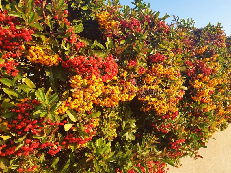 A Cotoneaster or Pyracantha Bush with Yellow and Red Berries Stock ...