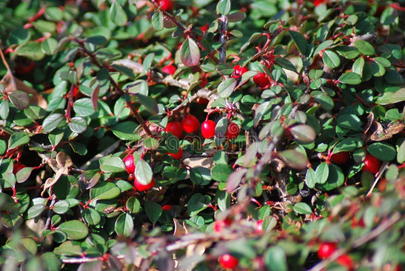 Cotoneaster - red berries stock photo. Image of nahaufnahme - 268272008