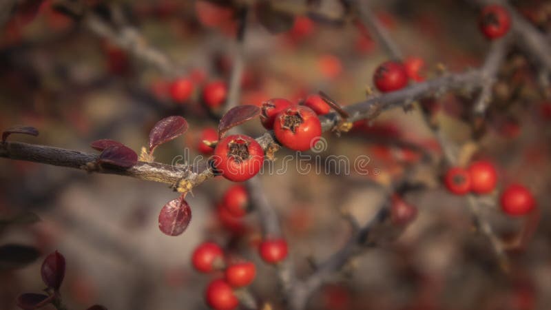 Cotoneaster Sp in Garden stock image. Image of fruit - 169216259