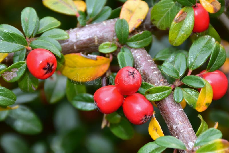Een Cotoneaster-struik Met Rode Bessen Op Takken, Herfstachtergrond ...