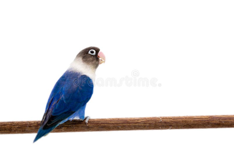 Cotorra Rizada Enmascarada Azul Que Se Sienta En La Perca Foto de ...