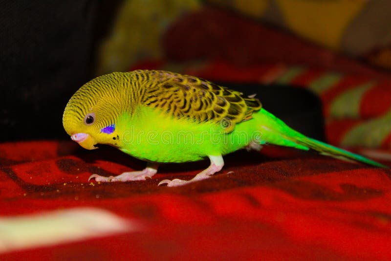 Cotorra Rizada Verde De La Cotorra Rizada Y Amarilla Hermosa Foto de ...