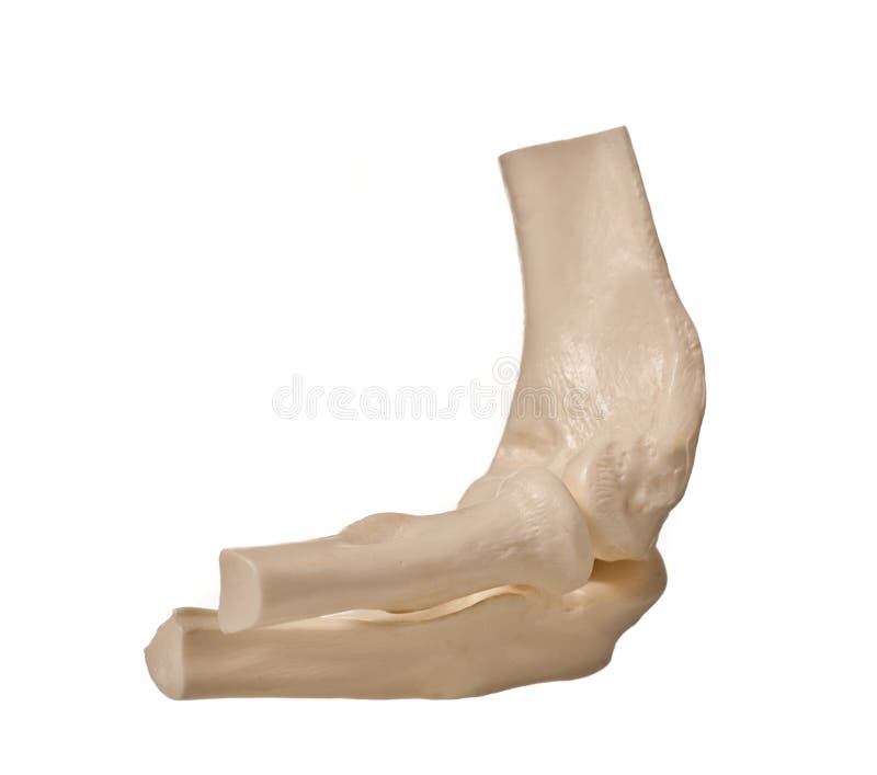 Cotovelo humano imagem de stock. Imagem de osso, biologia - 27724533