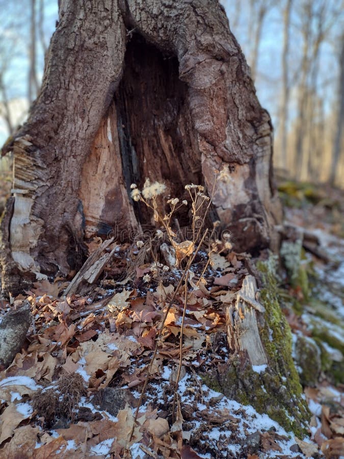 Core Fairy Spot Stock Photos - Free & Royalty-Free Stock Photos from ...