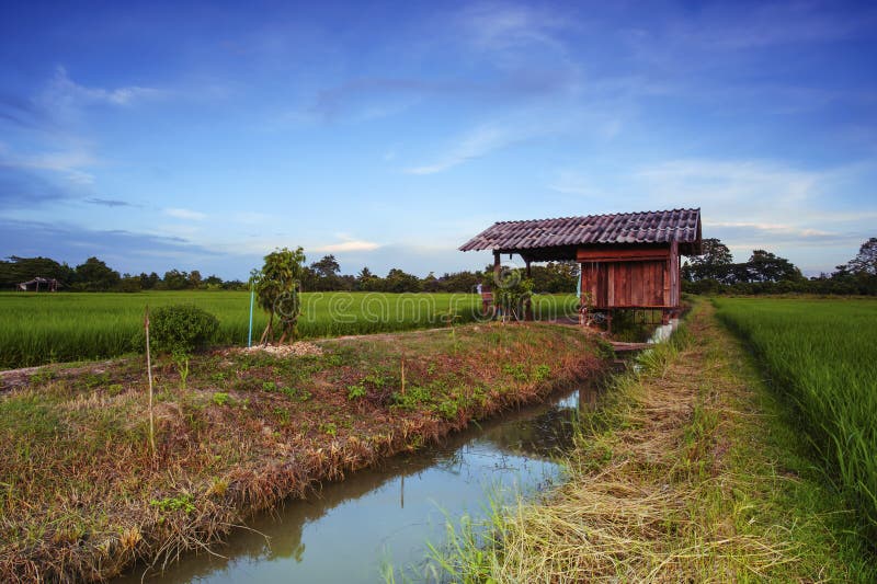 Cottage in the Farmer`s Field with Blue Sky Stock Image - Image of asia ...