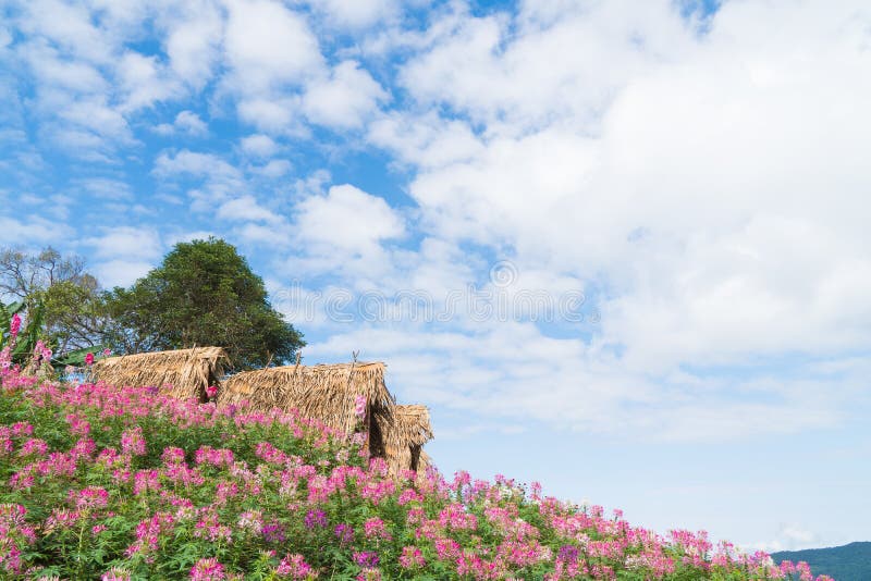 Cottage and flower field stock photo. Image of home - 153604052