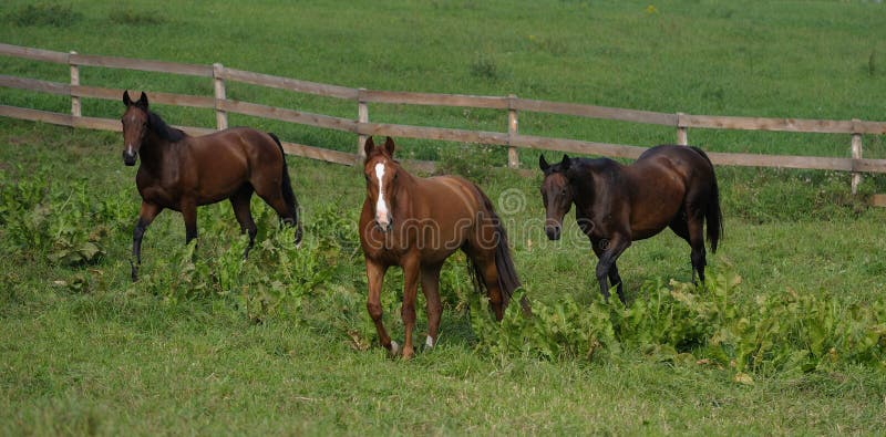 Three Horses Running Free in Field of Green Grass in Pen Paddock or ...