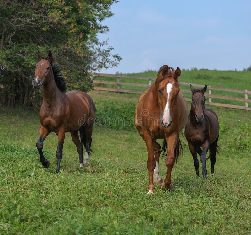 Three Horses Running Free in Field of Green Grass in Pen Paddock or ...
