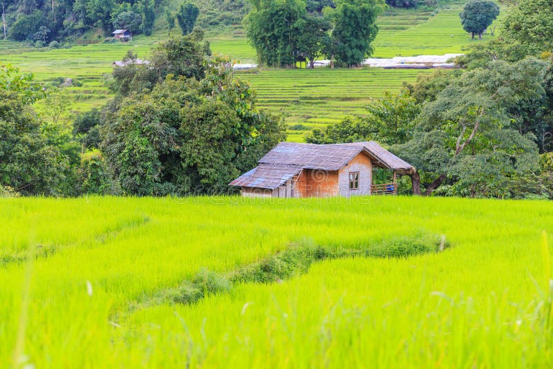 Cottage harvest rice stock image. Image of lines, asian - 34911545