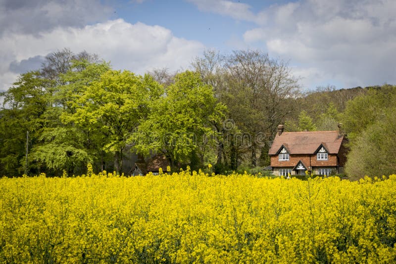 Cottage in Field stock image. Image of food, gold, cultivated - 54047185