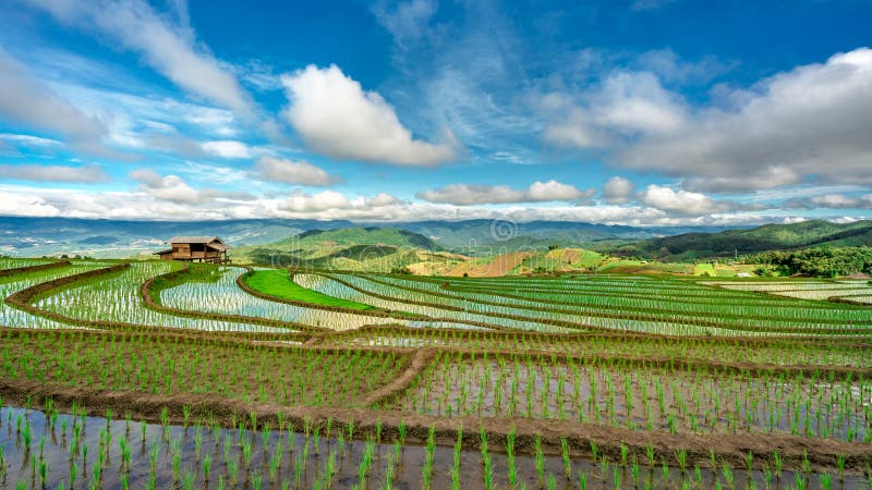 Cottage Rice Field Natural View Stock Image - Image of beautiful ...