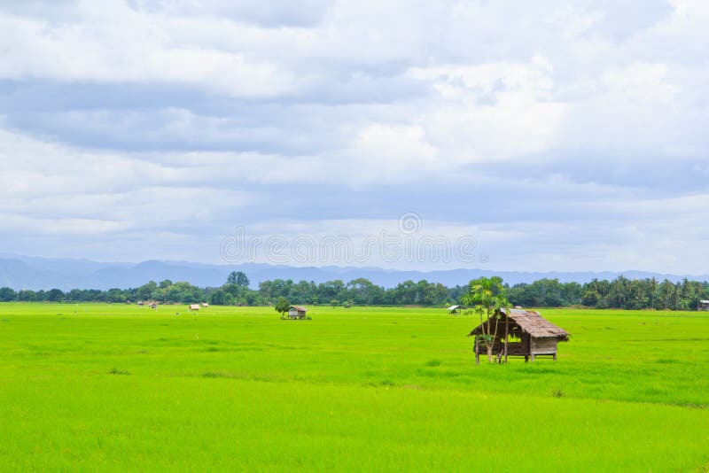 Cottage and rice field stock image. Image of cultivation - 36435121