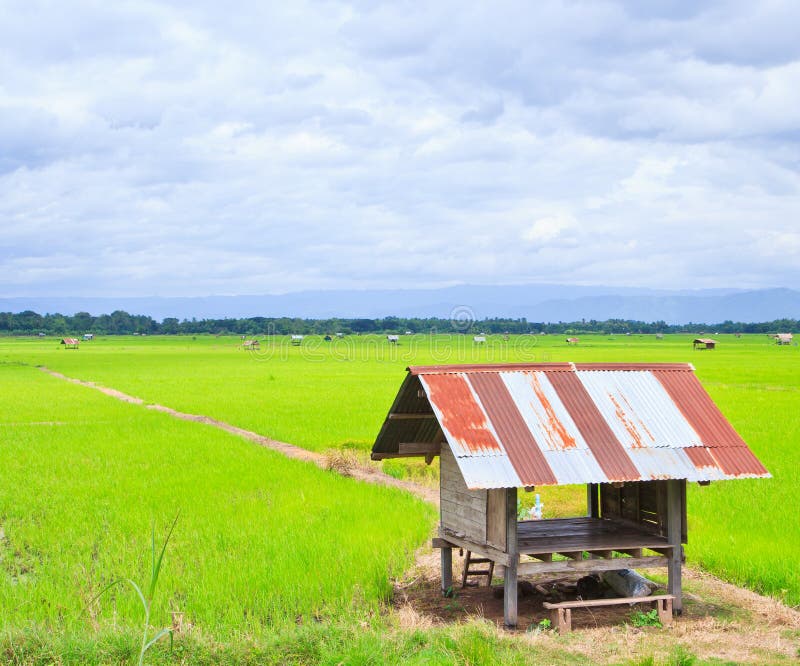 Cottage and rice field stock photo. Image of chiangmai - 36435184