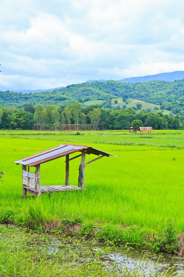 Cottage and rice field stock image. Image of landscape - 36435359