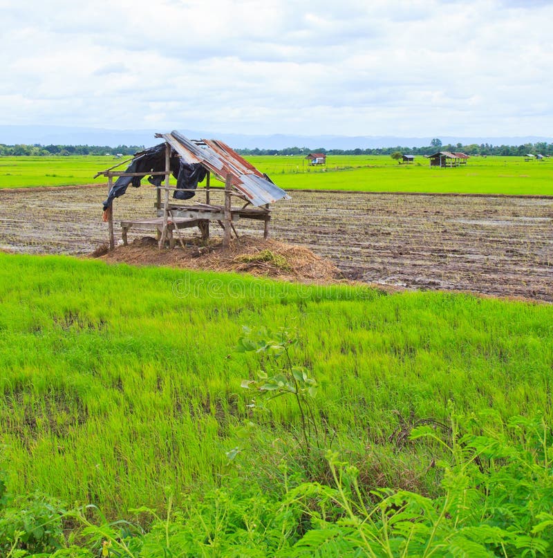 Cottage and rice field stock image. Image of growing - 36435581