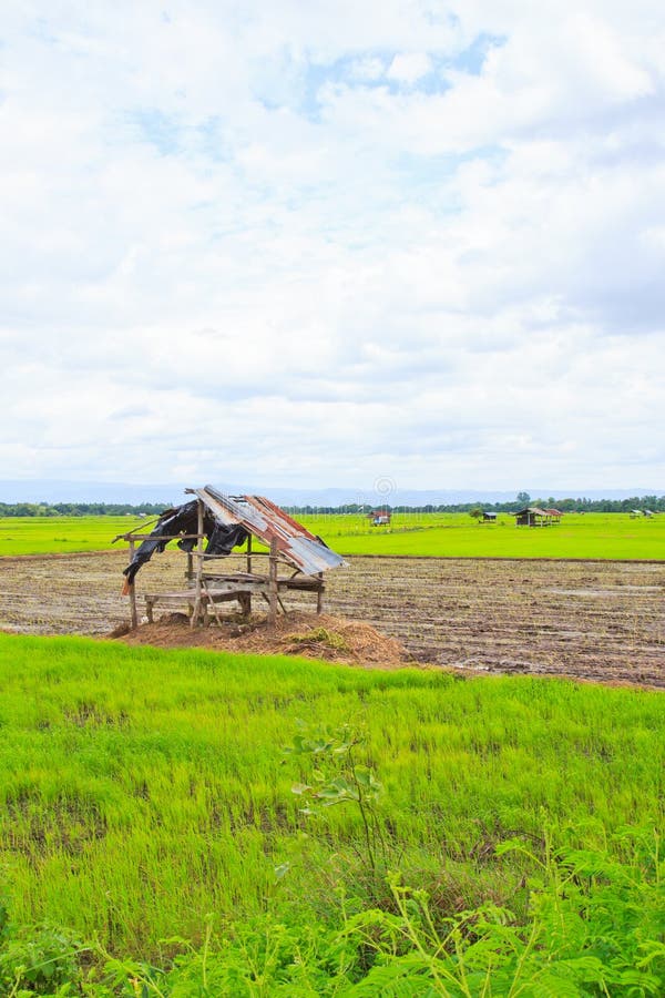 Cottage and rice field stock image. Image of irrigation - 36435603