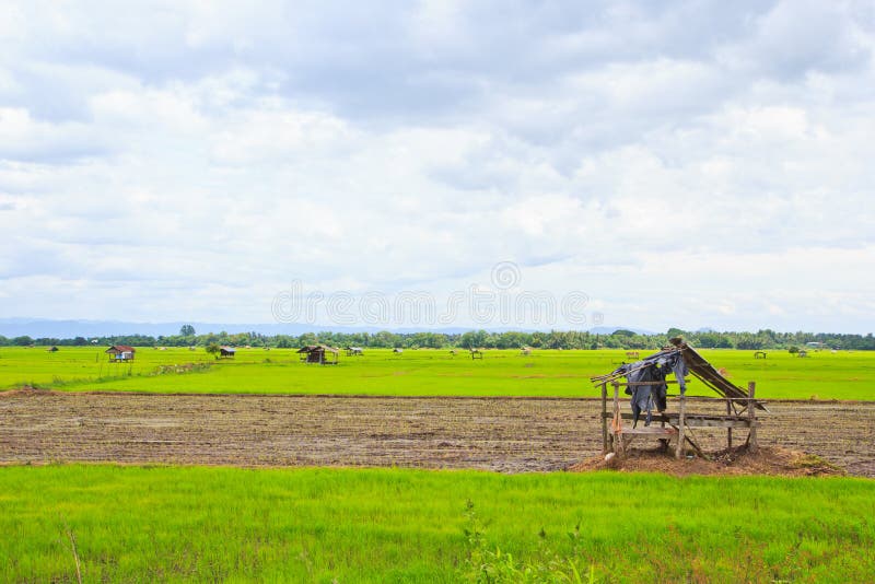 Cottage and rice field stock image. Image of grow, country - 36435675