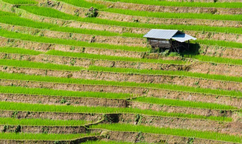 Stair of Rice Field in Countryside of Thailand Stock Image - Image of ...