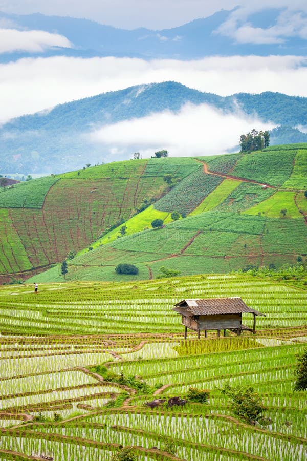Cottage rice fields stock photo. Image of outdoor, field - 73124396