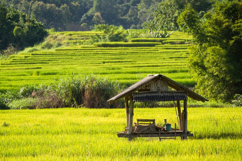 Cottage in rice fields stock photo. Image of color, grains - 59081548