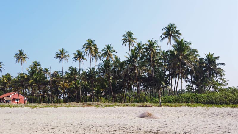 Cottage by the Sea Near the Palm Trees Stock Footage - Video of ...