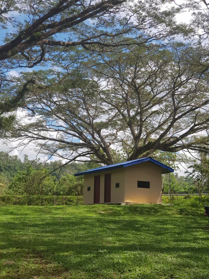 Tree, Cottage, Plant, House Picture. Image: 103480053