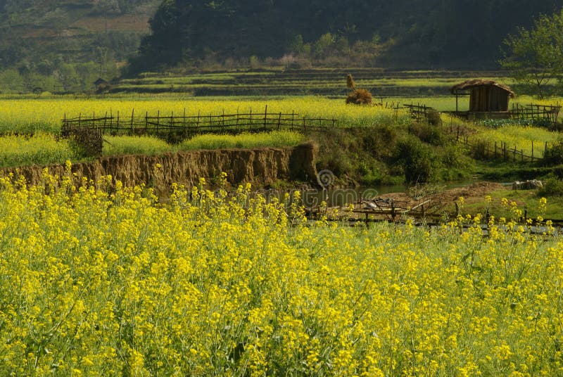 Cottage and Yellow Flower Farm Stock Image - Image of yellow, rural ...