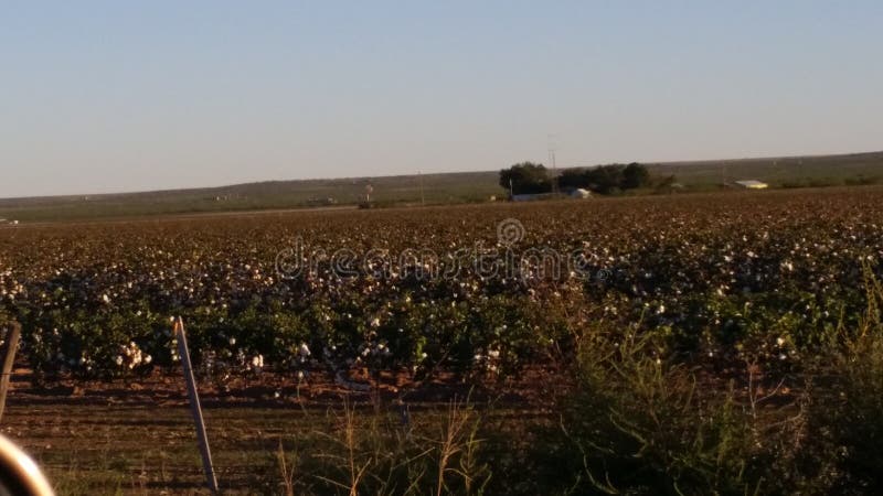 Cotten stock photo. Image of working, soft, cotten, hard - 106631642