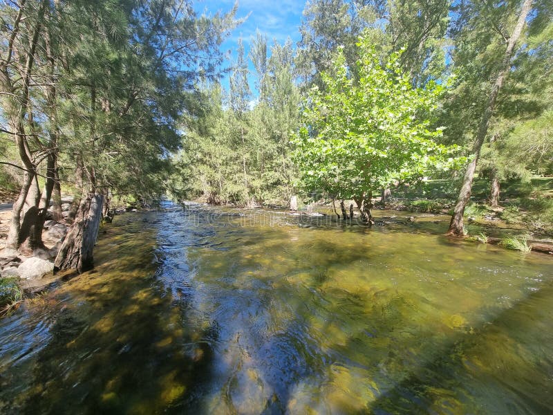 Cotter River with Tree Lined Banks Stock Photo - Image of tree, grass ...