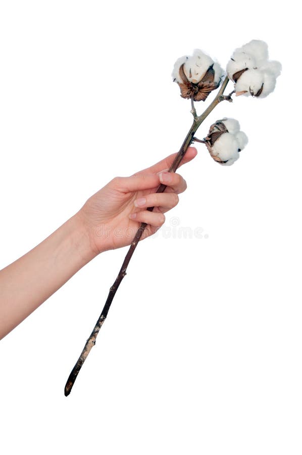 Hand Picture. Image: 4545884