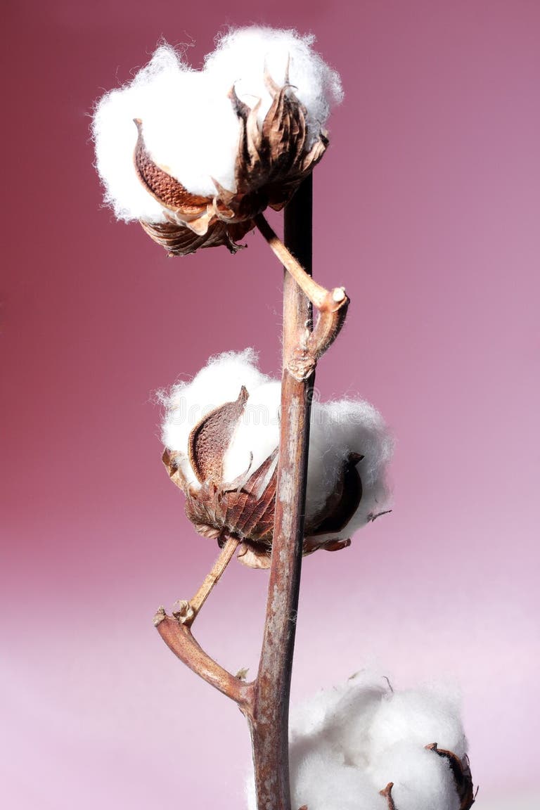 753 Cotton Pods Stock Photos - Free & Royalty-Free Stock Photos from ...