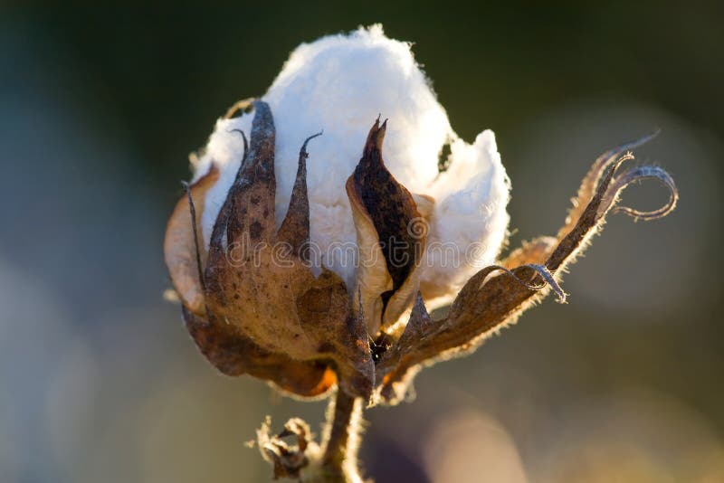 Cotton Ball stock photo. Image of organic, material, twig - 20186230