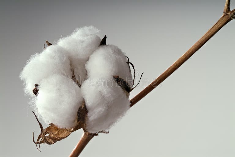 Cotton ball stock photo. Image of plant, growth, agriculture - 3674280