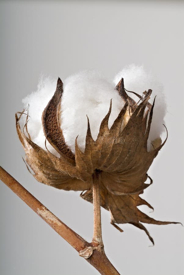 Cotton Ball stock photo. Image of organic, material, twig - 20186230