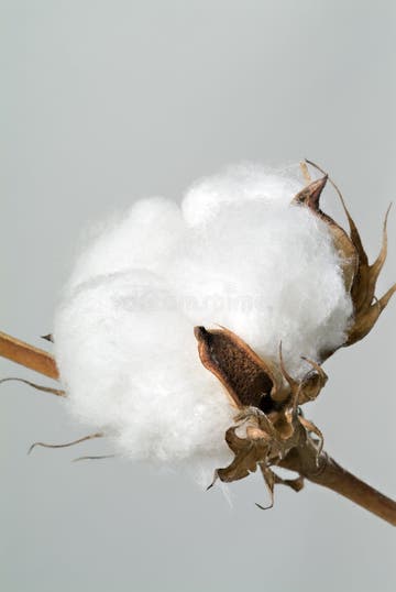 Cotton ball stock photo. Image of twig, crop, farm, branch - 3674306
