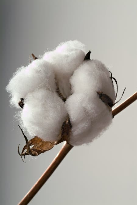 Cotton ball stock image. Image of growth, sphere, grow - 3674307