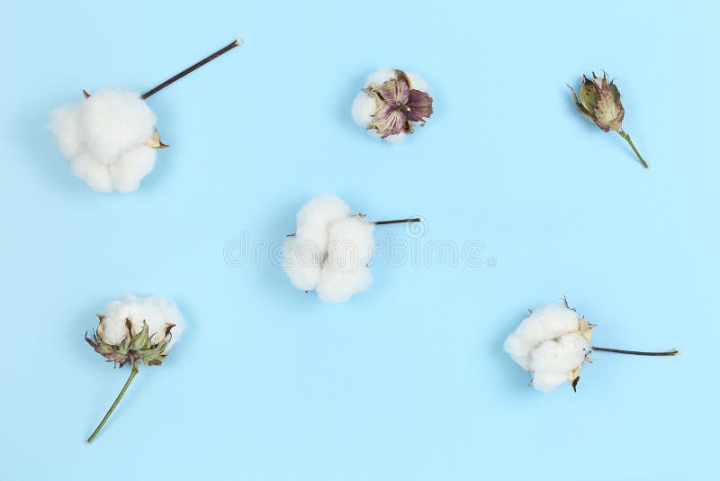 Cotton balls on blue stock photo. Image of material - 200995208