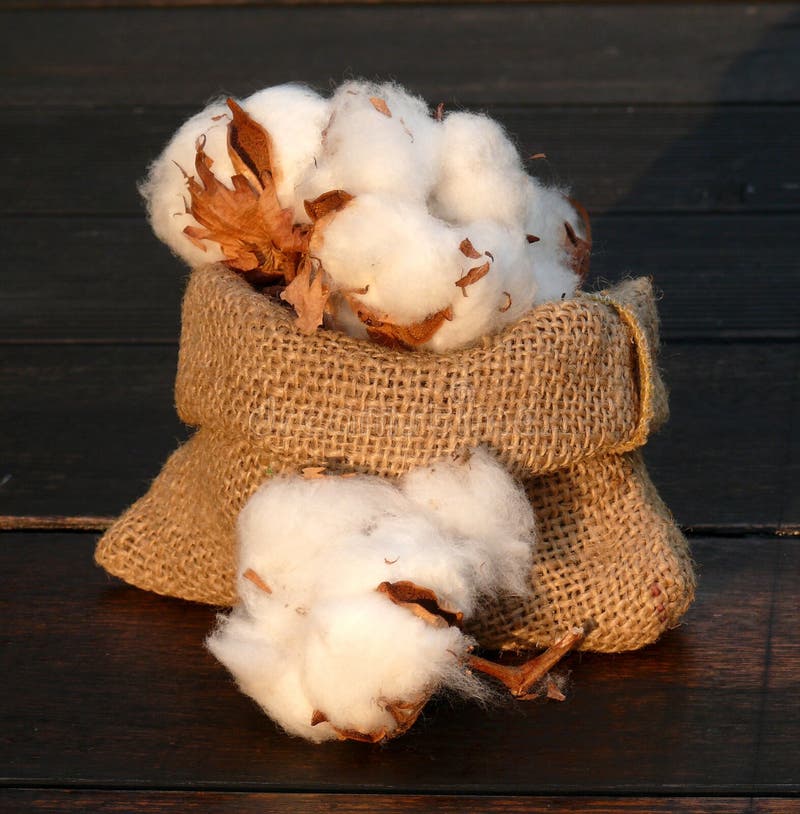Cotton stock image. Image of soft, grow, gossypium, balls - 41394757