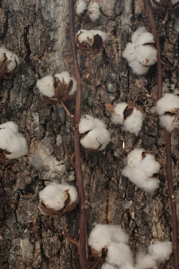 Cotton Blossom stock image. Image of cotton, fruit, flower - 13563301