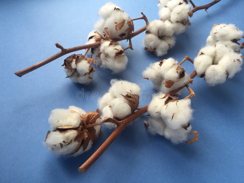 Cotton on blue paper stock image. Image of paper, balls - 83676481