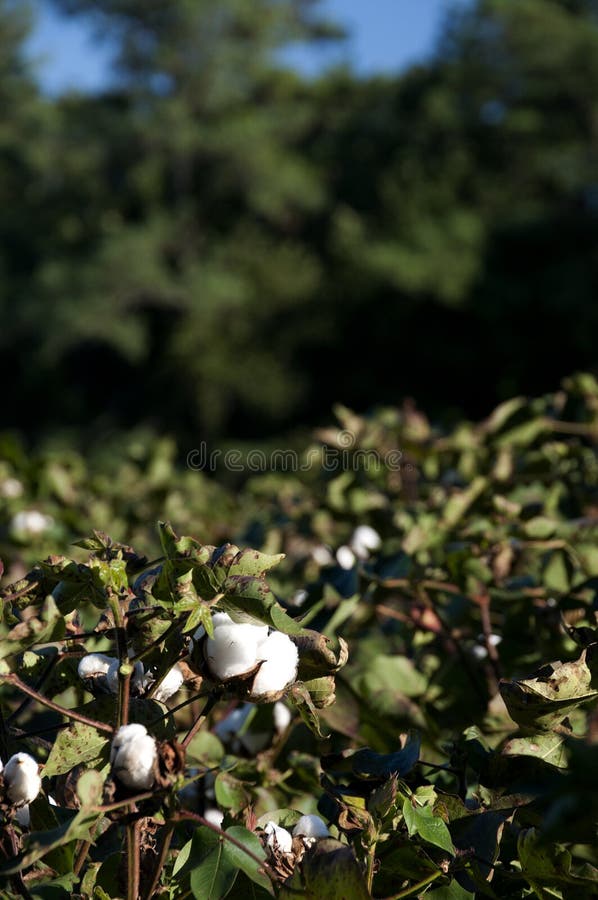 Cotton Boll stock photo. Image of burs, bale, boll, harvest - 1533268