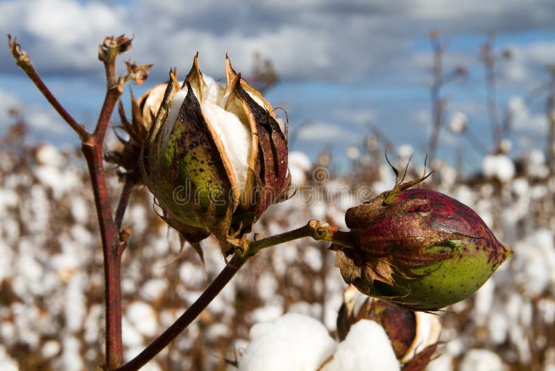 Cotton bolls stock photo. Image of boll, fibers, agriculture - 12906142