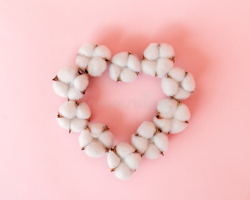 Cotton Bolls Lay in Order on Pink Background Stock Photo - Image of ...
