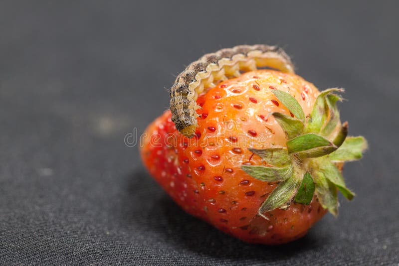 Bollworm Damage To A Tomato Fruit Stock Image - Image of crop ...