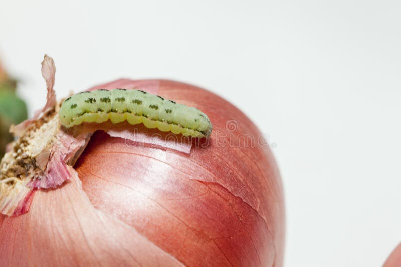 Onion Moth Stock Photos - Free & Royalty-Free Stock Photos from Dreamstime