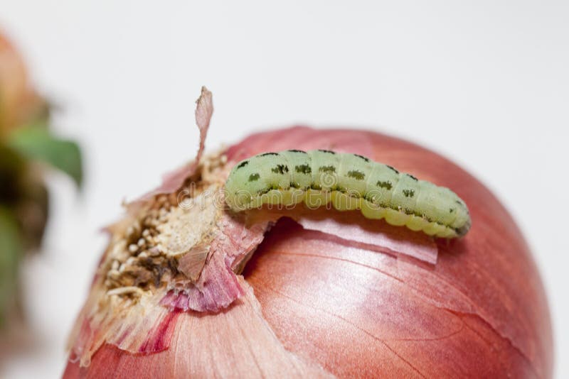 Cotton bollworm on onion stock image. Image of green - 114718171