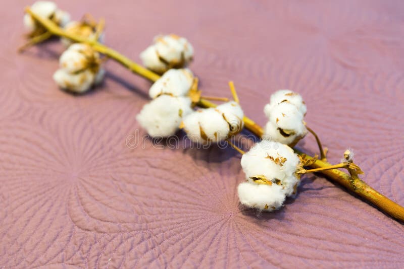 Cotton Branch Isolated on Pink Stock Photo - Image of agriculture ...